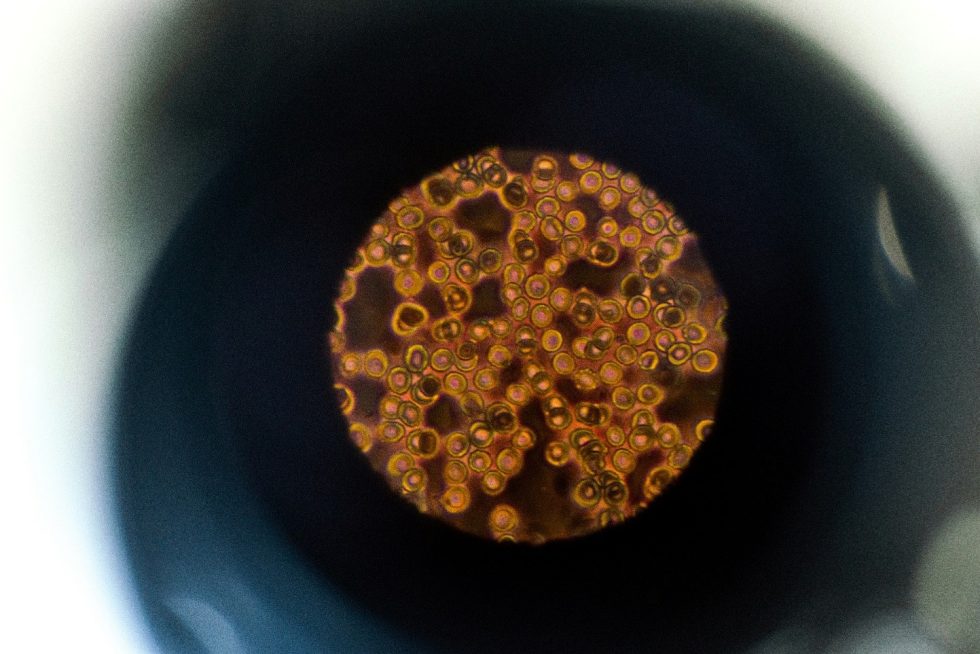 Do Cells Respond to Sound? What the Latest Research Reveals About Gene ...